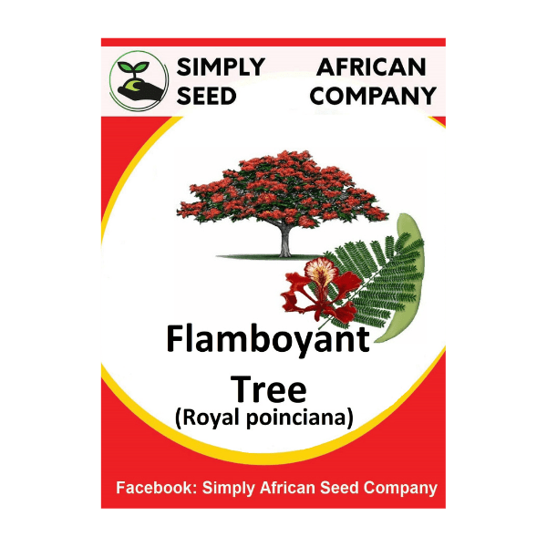 Flamboyant Tree (Royal Poinciana) Seeds - Simply African Seed Company