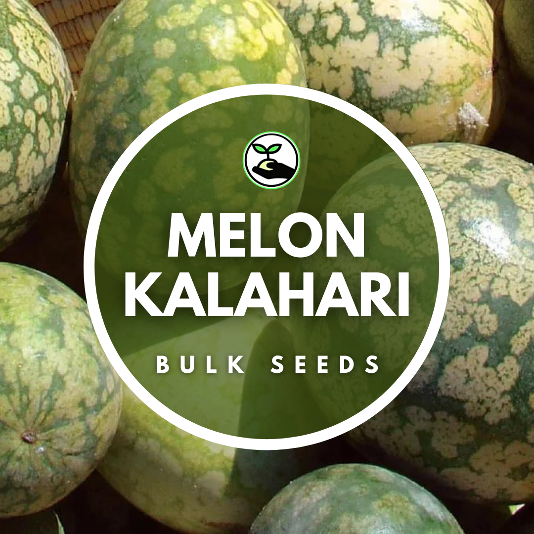 Melon Kalahari Seeds Bulk Deals Simply African Seed Company