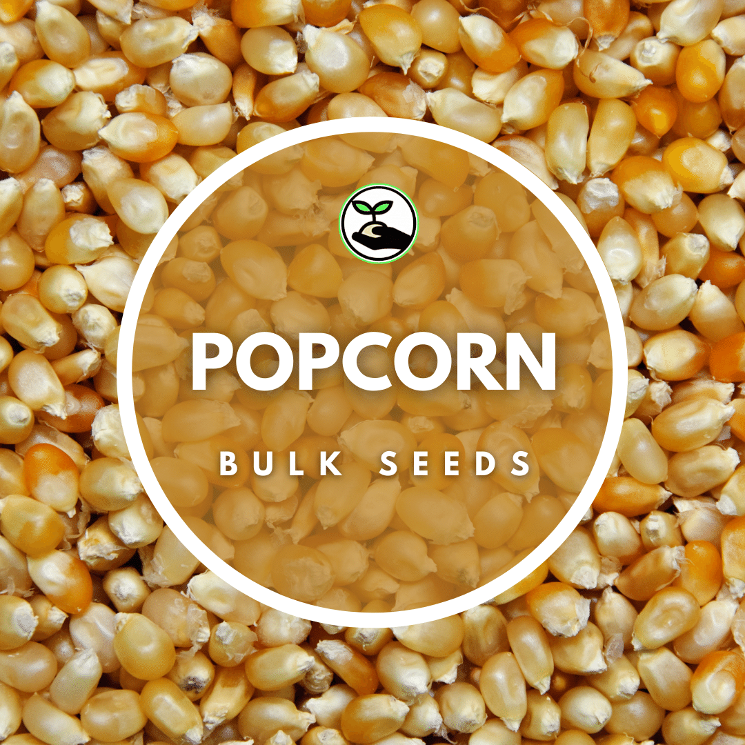 Popcorn Seeds - Bulk Deals - Simply African Seed Company