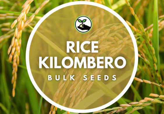 Rice Kilombero Seeds - Bulk Deals - Simply African Seed Company