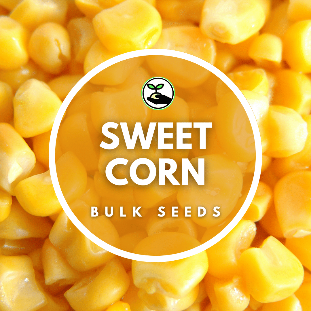 Sweetcorn Seeds - Bulk Deals - Simply African Seed Company